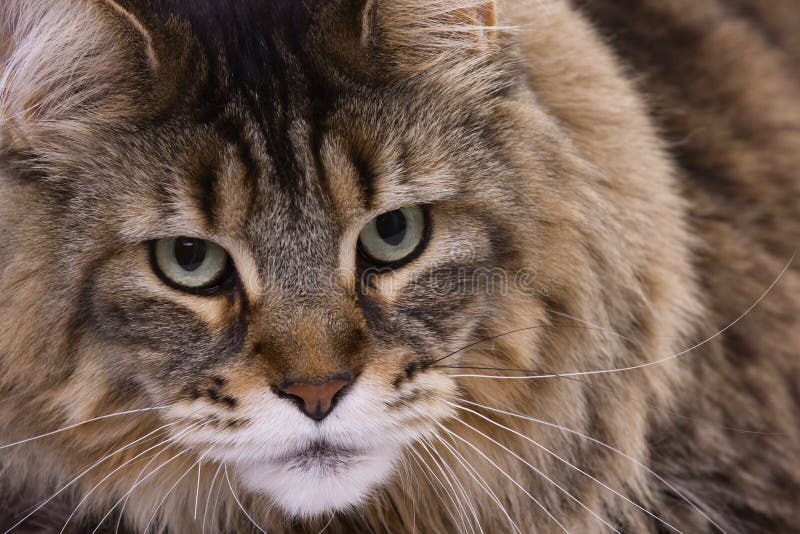 Cat portrait, Main coon stock image. Image of animal, kitty - 9663357