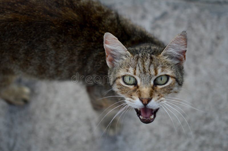 Cat Portrait Cat Meow, Meowing Cat Stock Image - Image of stripe, eyes ...
