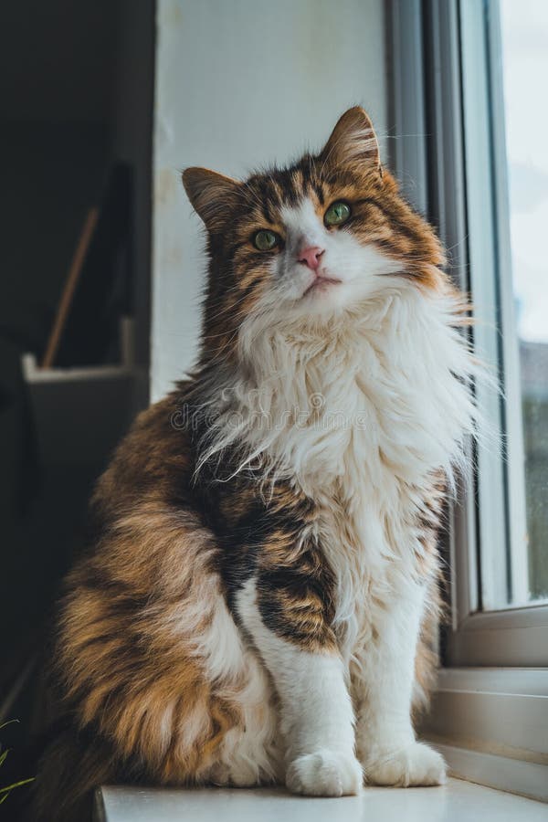 Cat Portrait Near the Window. Stock Image - Image of hair, nature ...