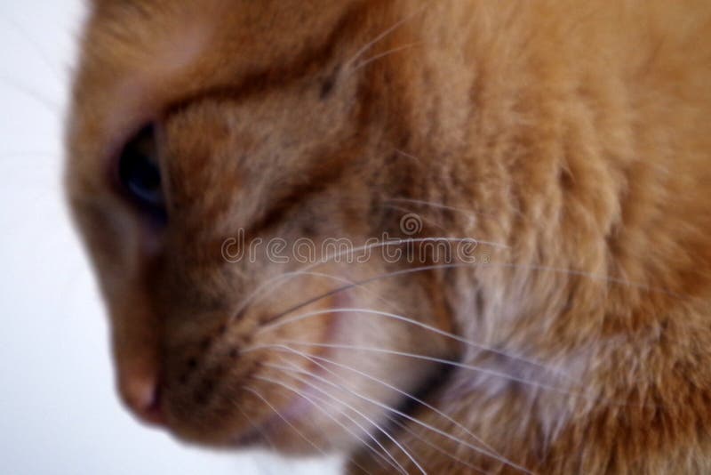 Cat stock image. Image of pets, mishu, danger, portrait - 99738931