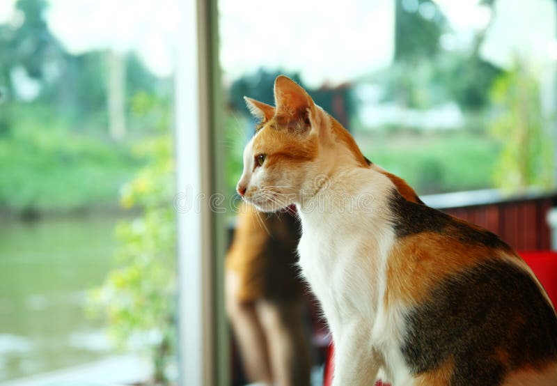 Cat portrait scene. stock image. Image of scene, portrait - 132505829