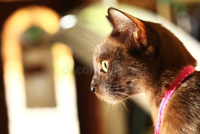 Cat portrait scene. stock photo. Image of hair, adorable - 135211670