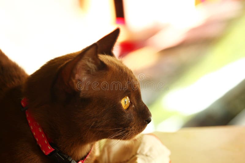 Cat portrait scene. stock image. Image of couch, kitten - 135217305