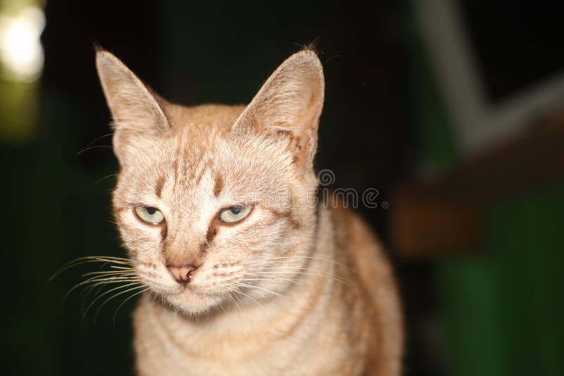 Serious Expression. Cat Portrait.serious and Thoughtful Expression ...