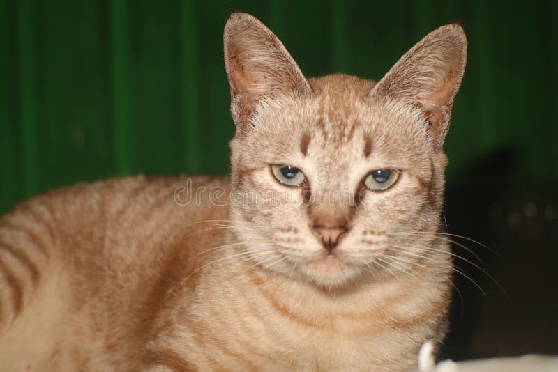 Serious Expression. Cat Portrait.serious and Thoughtful Expression ...