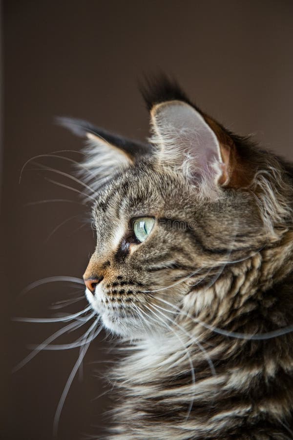 Cat portrait stock image. Image of home, breed, kind - 38476893