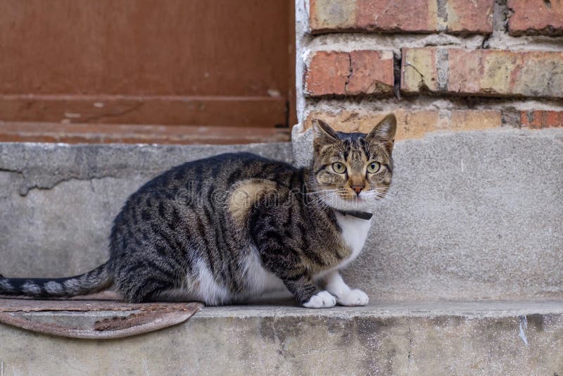 162 Bulgarian Cat Stock Photos - Free & Royalty-Free Stock Photos from ...