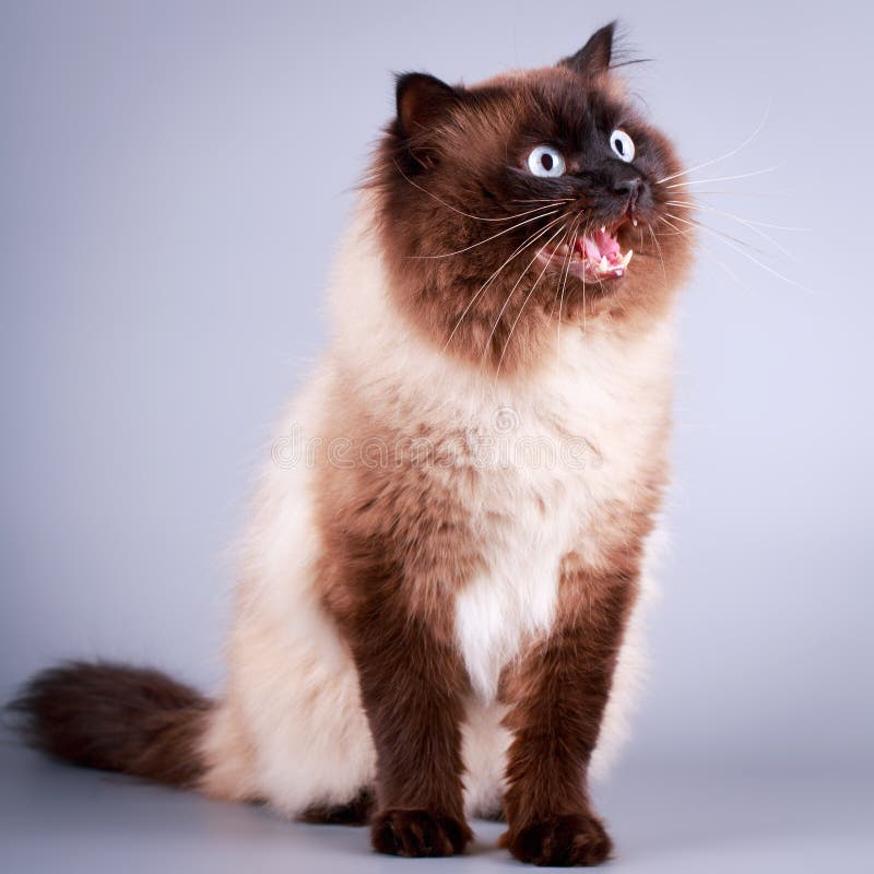 A Brown Birman Cat Picture. Image: 119663828