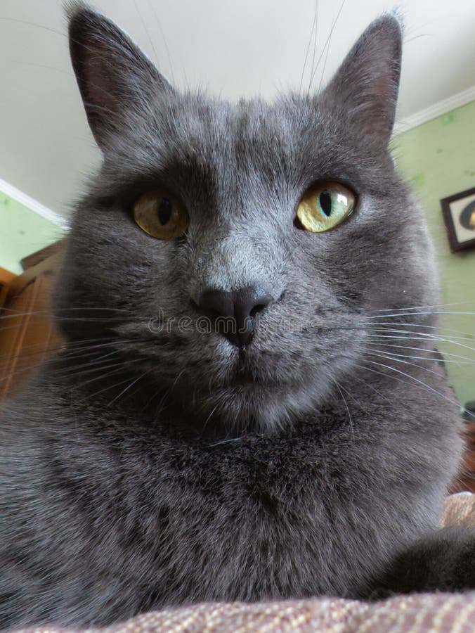 Cat Portrait Taken with Wide Angle Lens Inside Stock Image - Image of ...