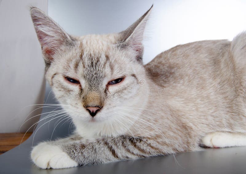 Sarkao (Sarkao) - Photos