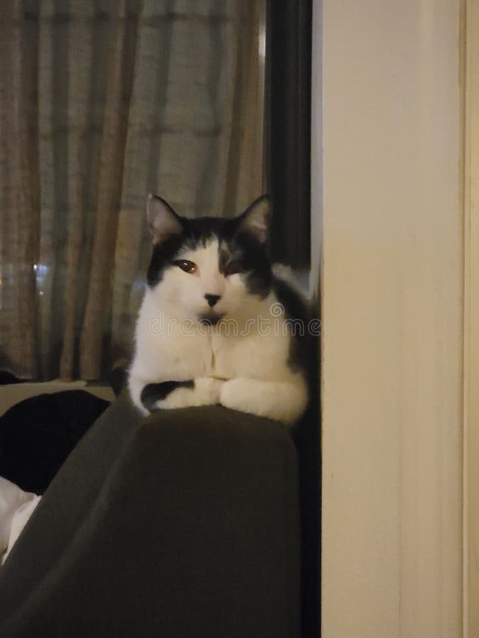 Cat in pose stock photo. Image of white, pose, statue - 236592694