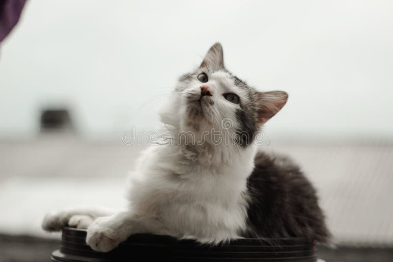 Cat stock image. Image of wildcat, carnivore, animal - 244953751