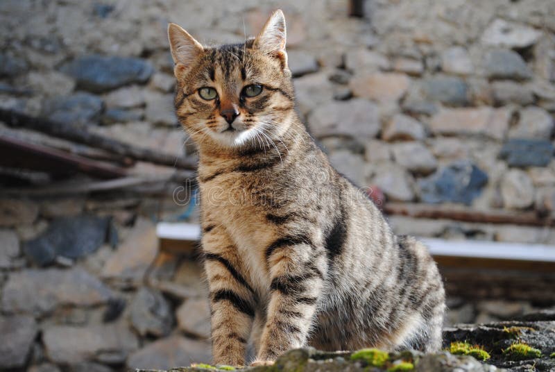 Feral cat pose stock image. Image of little, feral, kitty - 39956559