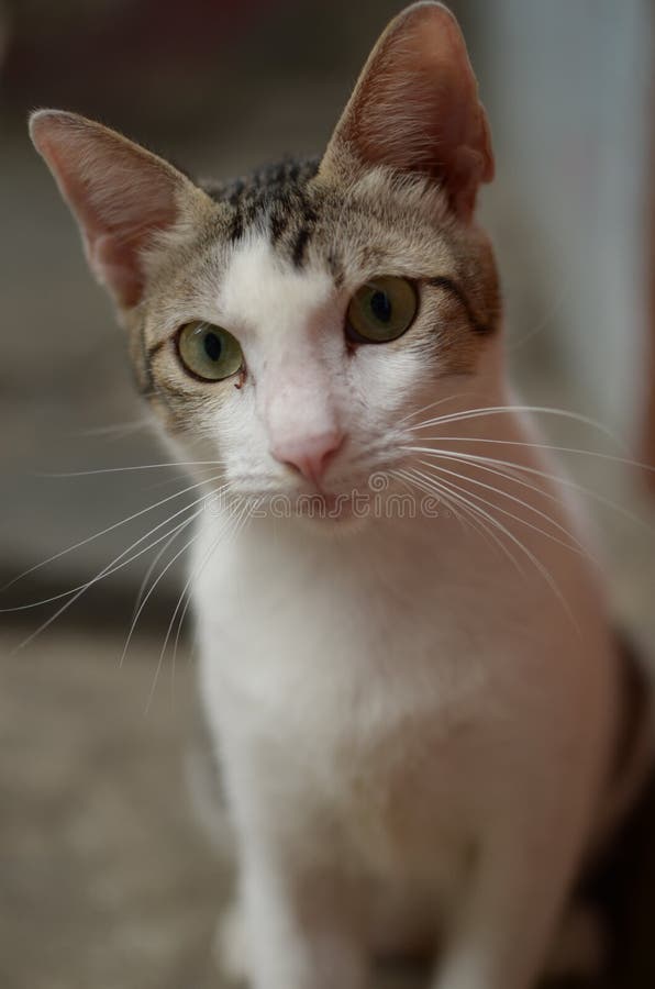 Cat pose white stock image. Image of pose, cute, white - 208143743