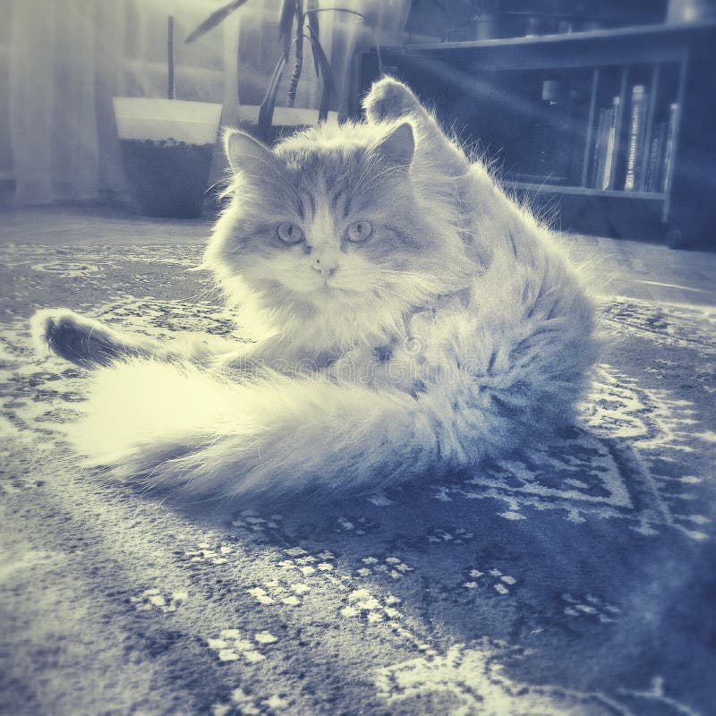 Cat posing stock image. Image of animals, front, fashion - 178946913