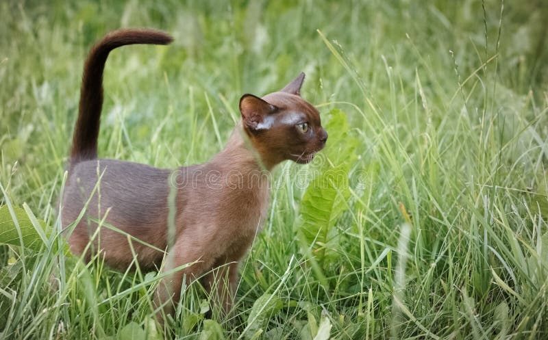 Burman Kitty in a Green Grass Stock Image - Image of cute, kitty: 213985325