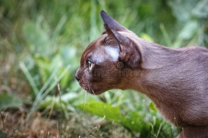 Burman Kitty in a Green Grass Stock Image - Image of household, gentle ...