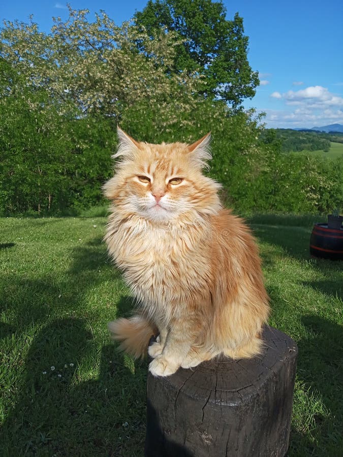 The Cat Poses on a Stump in Nature Stock Image - Image of plant, tree ...