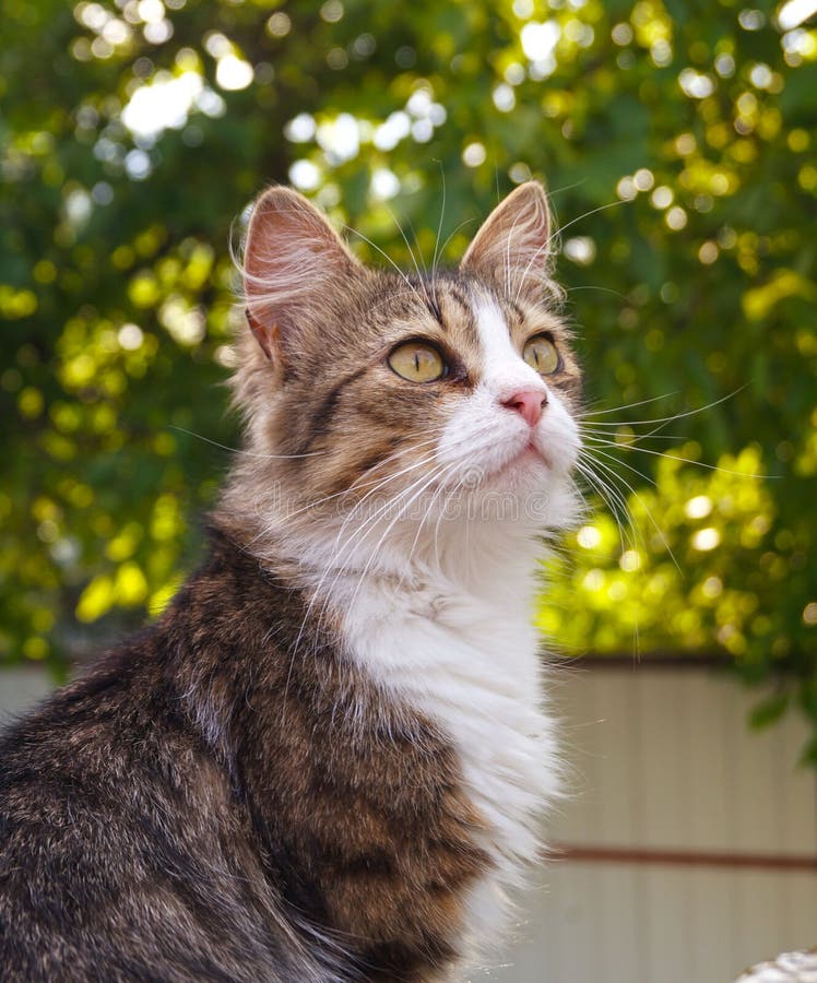 Cat posing stock photo. Image of model, carnivore, camera - 230663924
