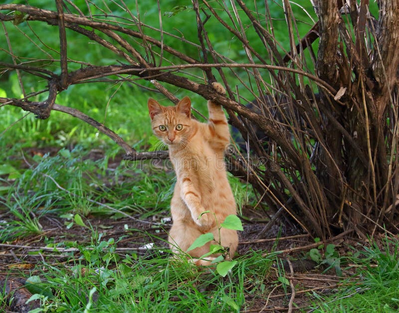 Cat posing at the Bush stock photo. Image of bushes - 122783510