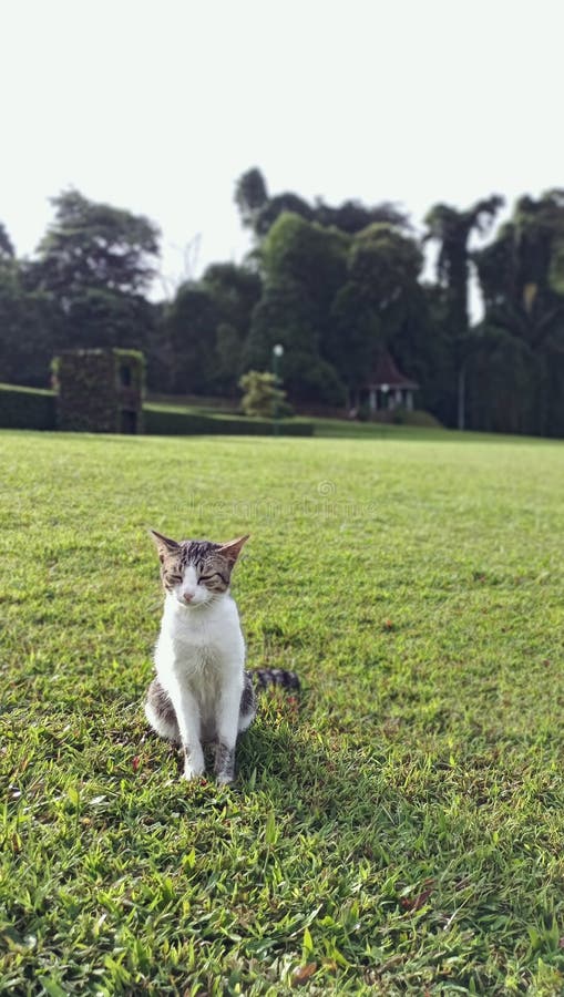 Cat posing on a field stock image. Image of wildlife - 267213147