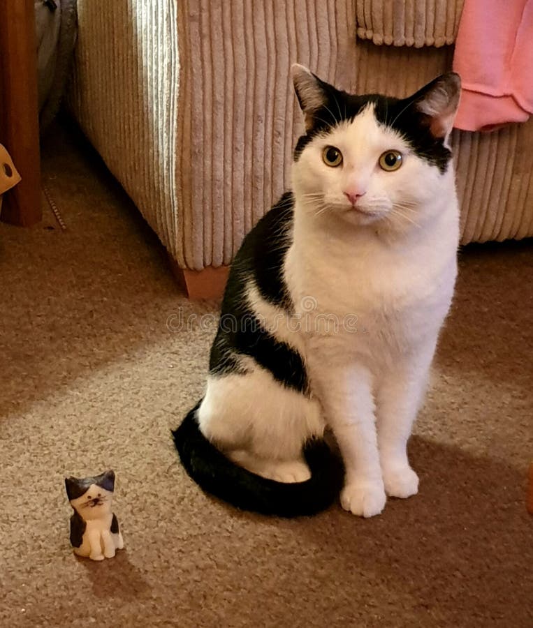 Cat Posing with a Model Cat Stock Image - Image of meow, posing: 159457101