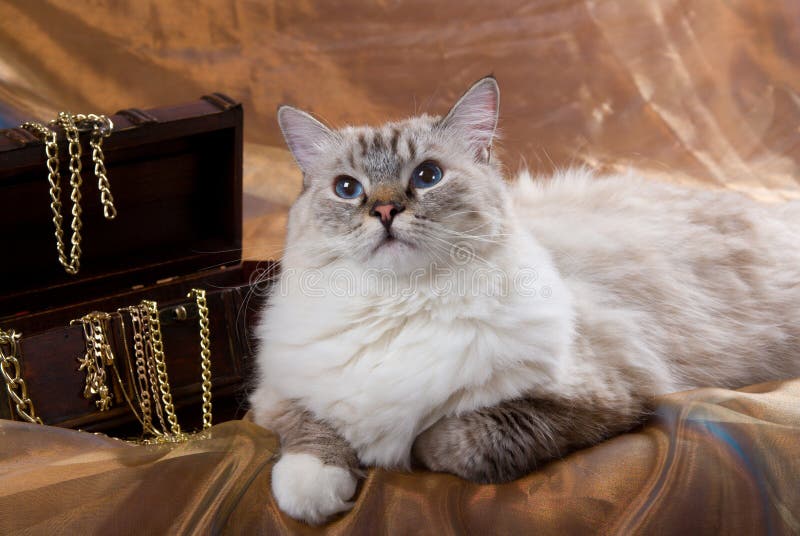 Cat Posing Next To Treasure Chest Stock Photo - Image of feline ...
