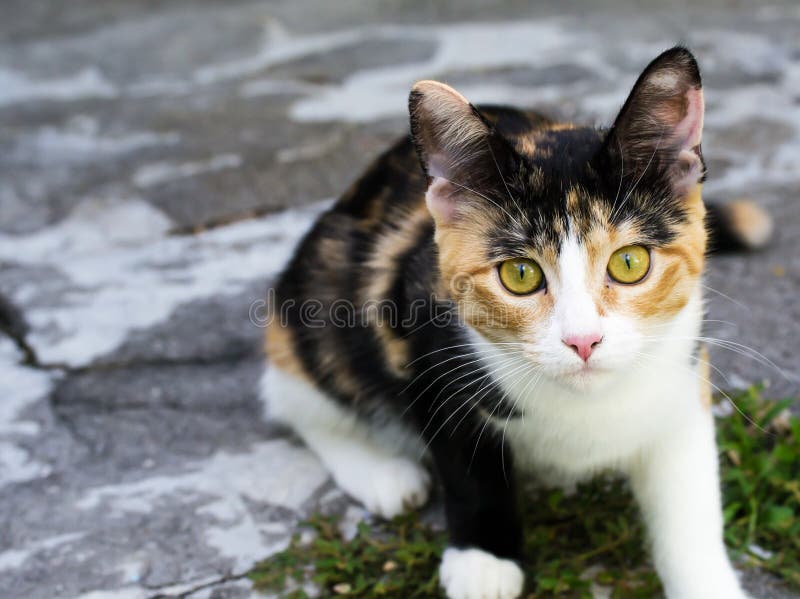 Cat posing photoshoot stock image. Image of glad, adorable - 91021363