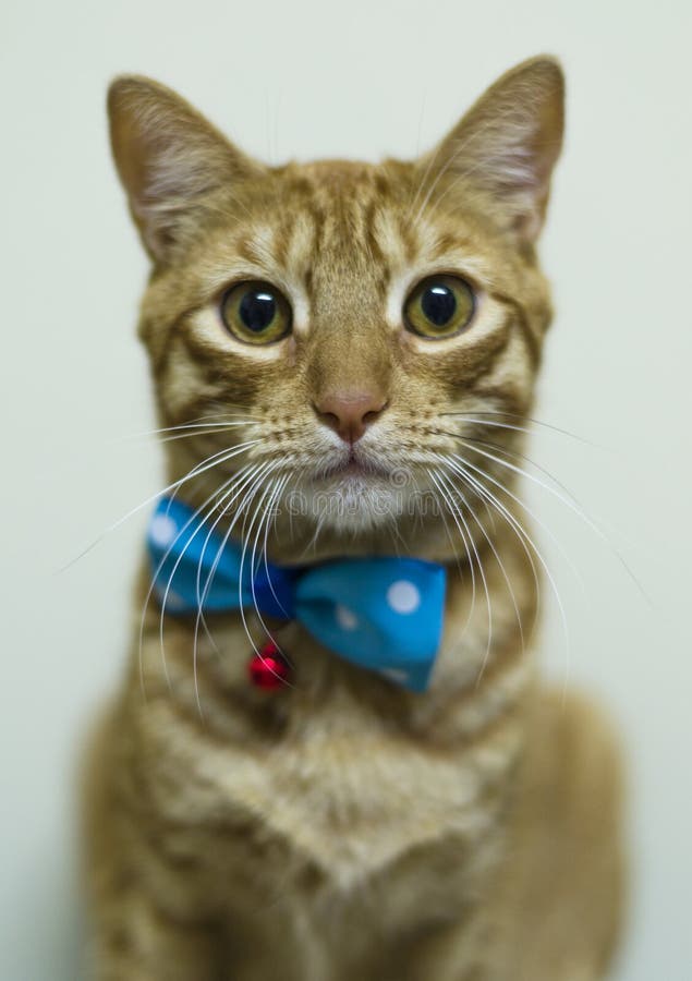 Cat posing stock photo. Image of petlover, posing, mustache - 87677834