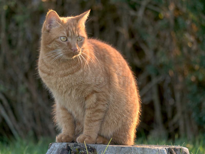 Cat posing on a tree stump stock image. Image of nose - 269881991