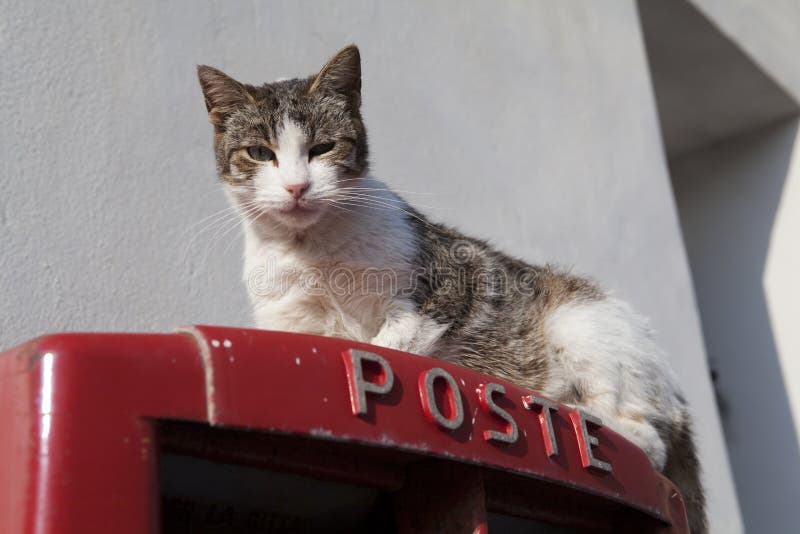 Cat on a Postbox stock photo. Image of post, kitten, whiskers - 26771032
