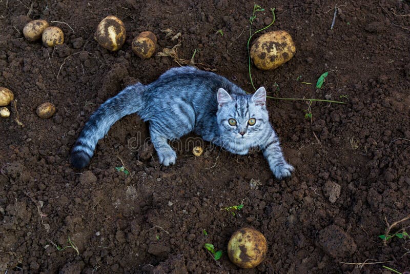 Cat and potato. russia stock image. Image of squat, adorable - 158152501