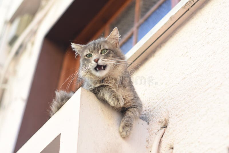 Cat Potrait stock photo. Image of portrait, rest, face - 112278872