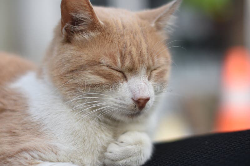 Cat Potrait stock photo. Image of graceful, isolated - 112279814