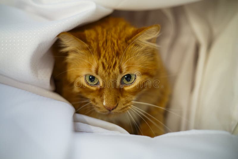 Cat Pounce stock image. Image of male, kitten, stalking - 49531539