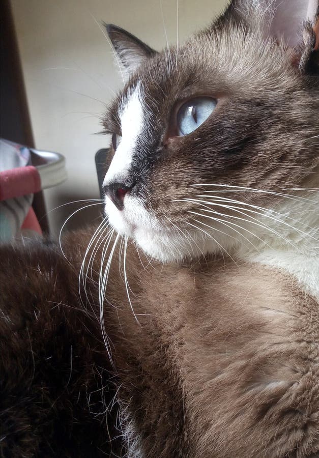 Cat power stock photo. Image of domestic, blueeyes, beautiful - 142081822