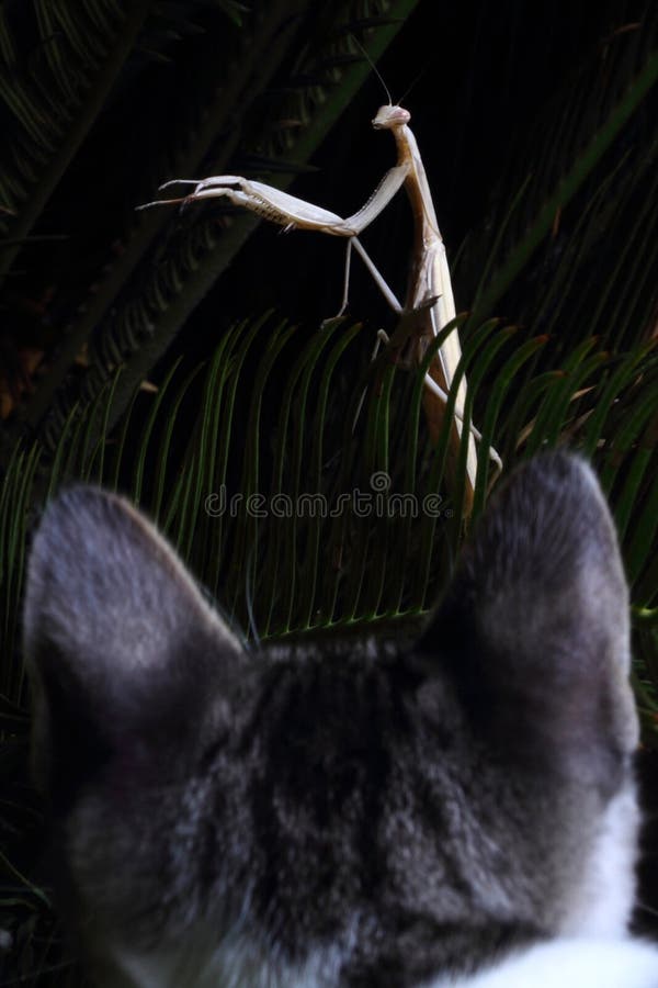 Cat and praying mantis stock photo. Image of attack, challenge - 65348452