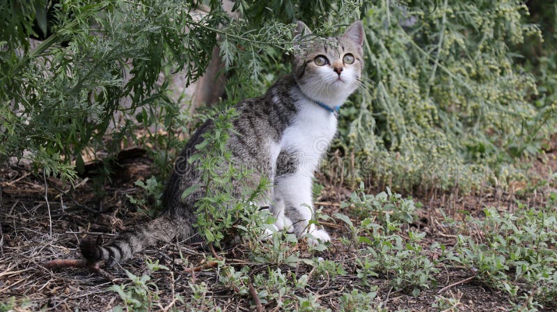 Cat.predator. Hunting for. Pet. Green Eyes. Stock Photo - Image of eyes ...