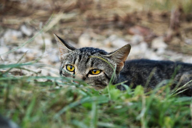 Cat prepare for hunt stock photo. Image of eyes, hunt - 164841192