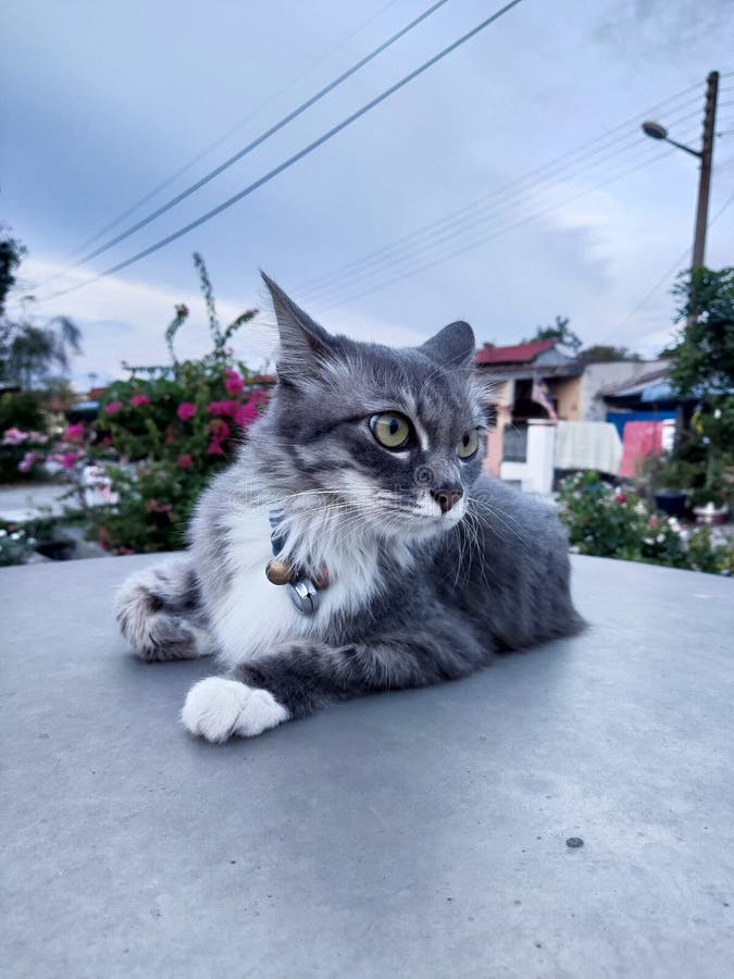 This cat is so pretty. stock image. Image of cuddling - 256157609