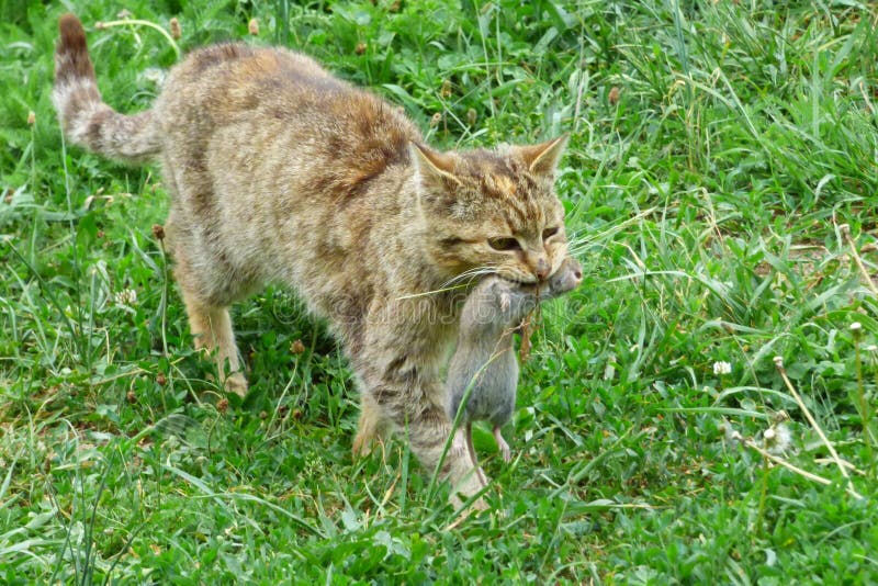 Cat prey stock image. Image of mouse, mouth, catch, predator - 143013827