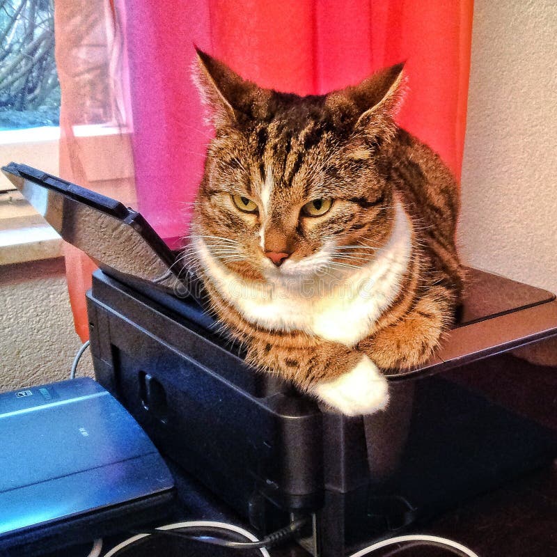 121 Cat Printer Stock Photos - Free & Royalty-Free Stock Photos from ...