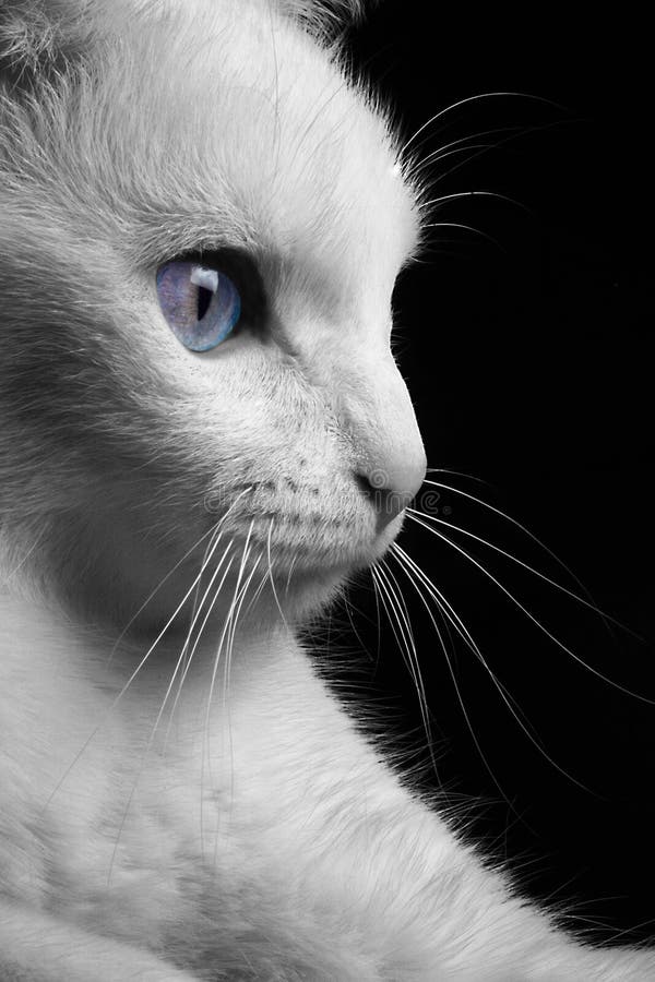 Cat In Profile stock image. Image of kitties, black, feline - 1878437