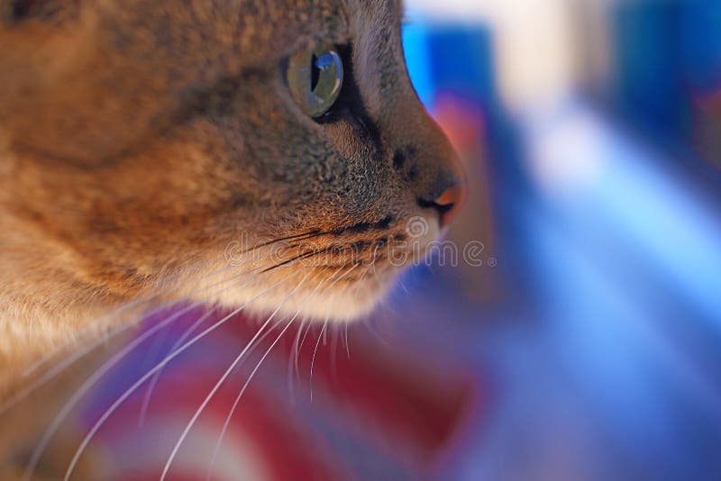 Cat Profile imagen de archivo. Imagen de espacio, doméstico - 50601337