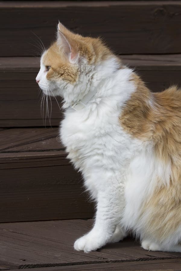 Cat Profile foto de archivo. Imagen de perfil, amigo - 52158212