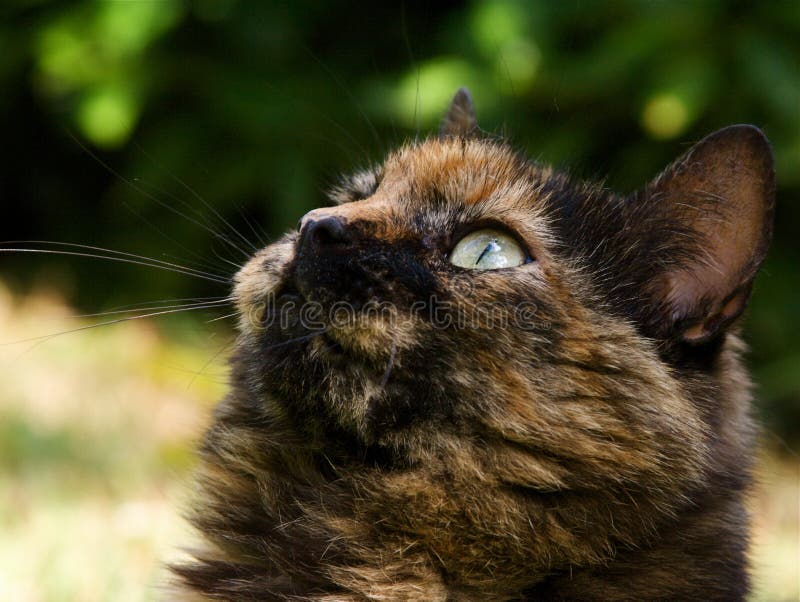 Cat Profile Picture. Image: 5682008