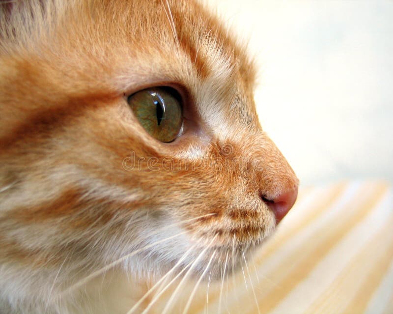 Cat profile stock photo. Image of breed, color, eyes, animals - 586456