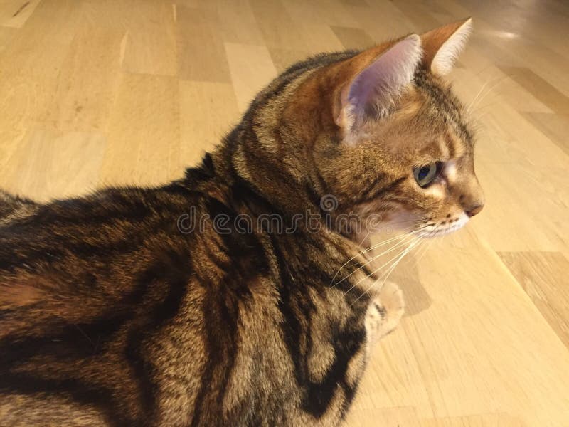 Cat profile stock photo. Image of profile, animal, bengal - 78339022