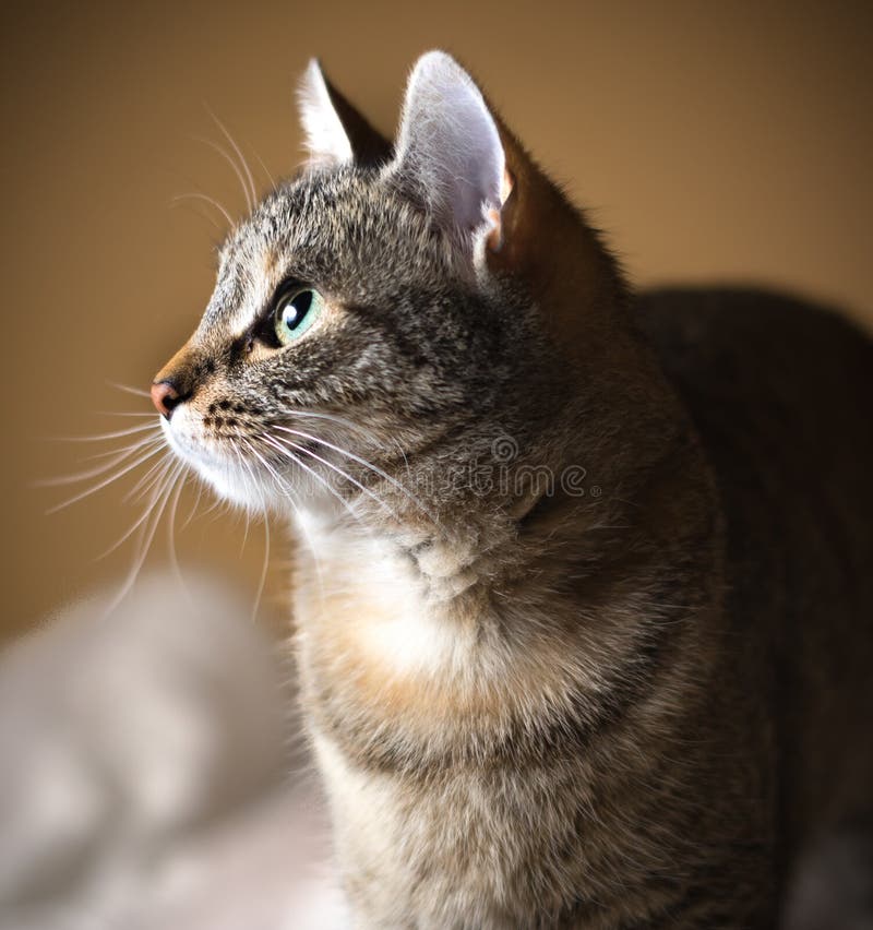 Cat profile - stock image. Image of furry, curiosity - 89984135