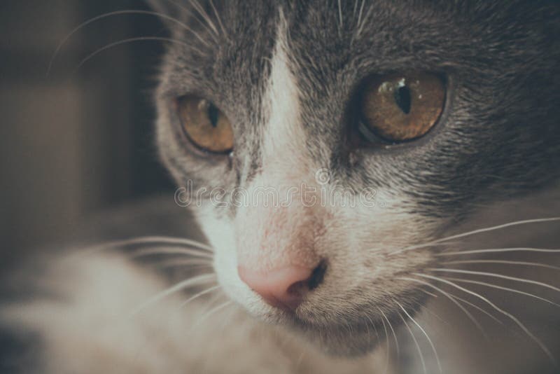 Cat profile front big eyes stock photo. Image of eyes - 110247342